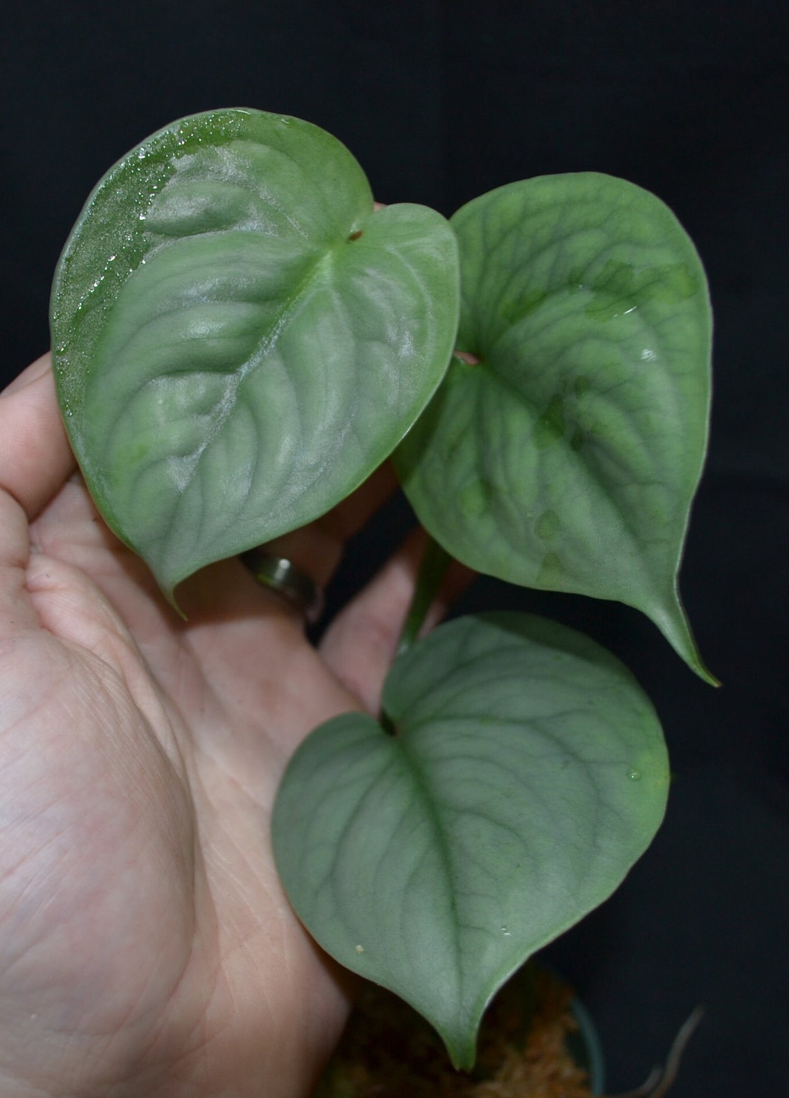 Scindapsus Lucens True Species - Etsy