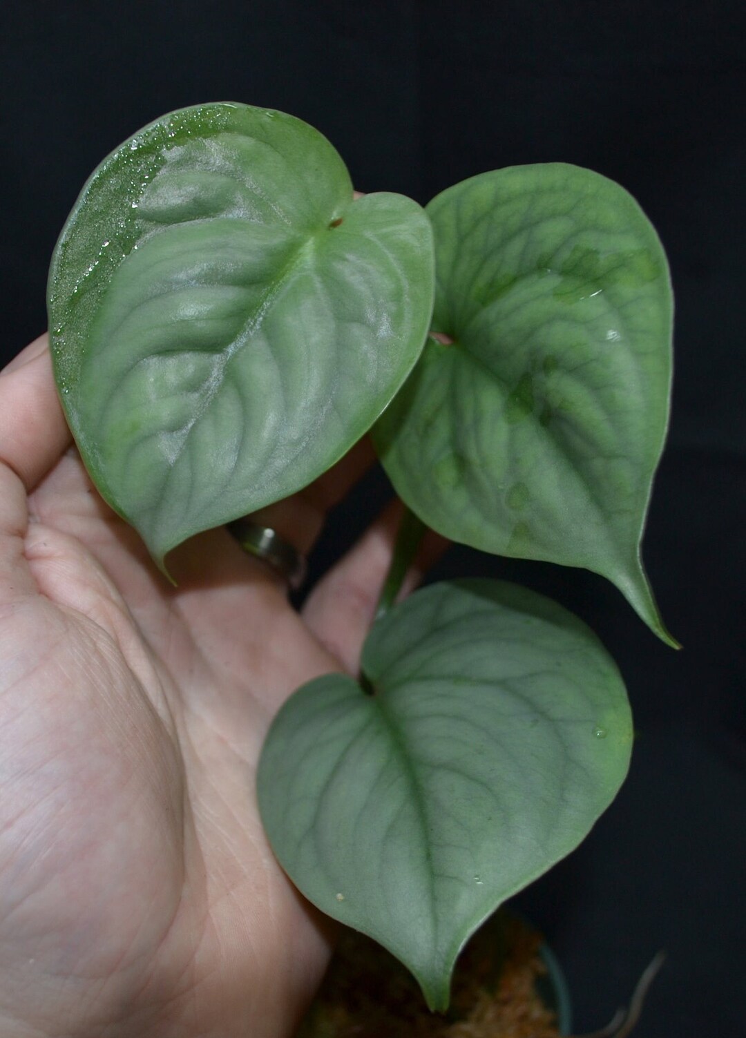 Scindapsus Lucens True Species - Etsy