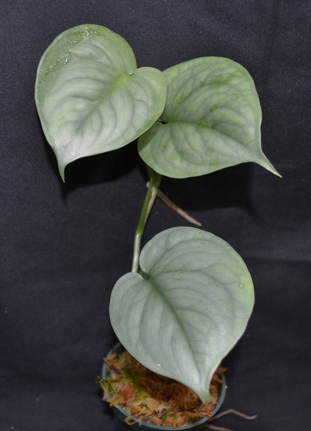 Scindapsus Lucens True Species - Etsy