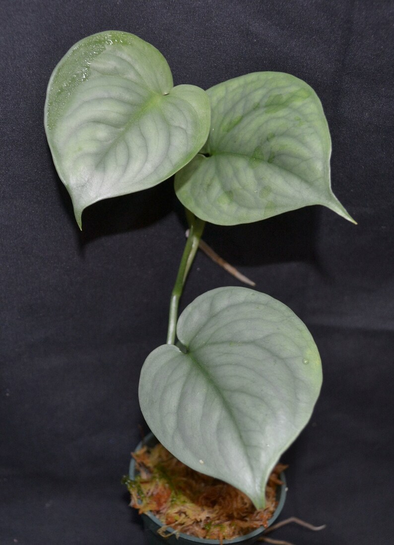 Scindapsus Lucens True Species - Etsy