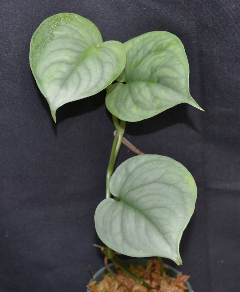 Scindapsus Lucens True Species - Etsy