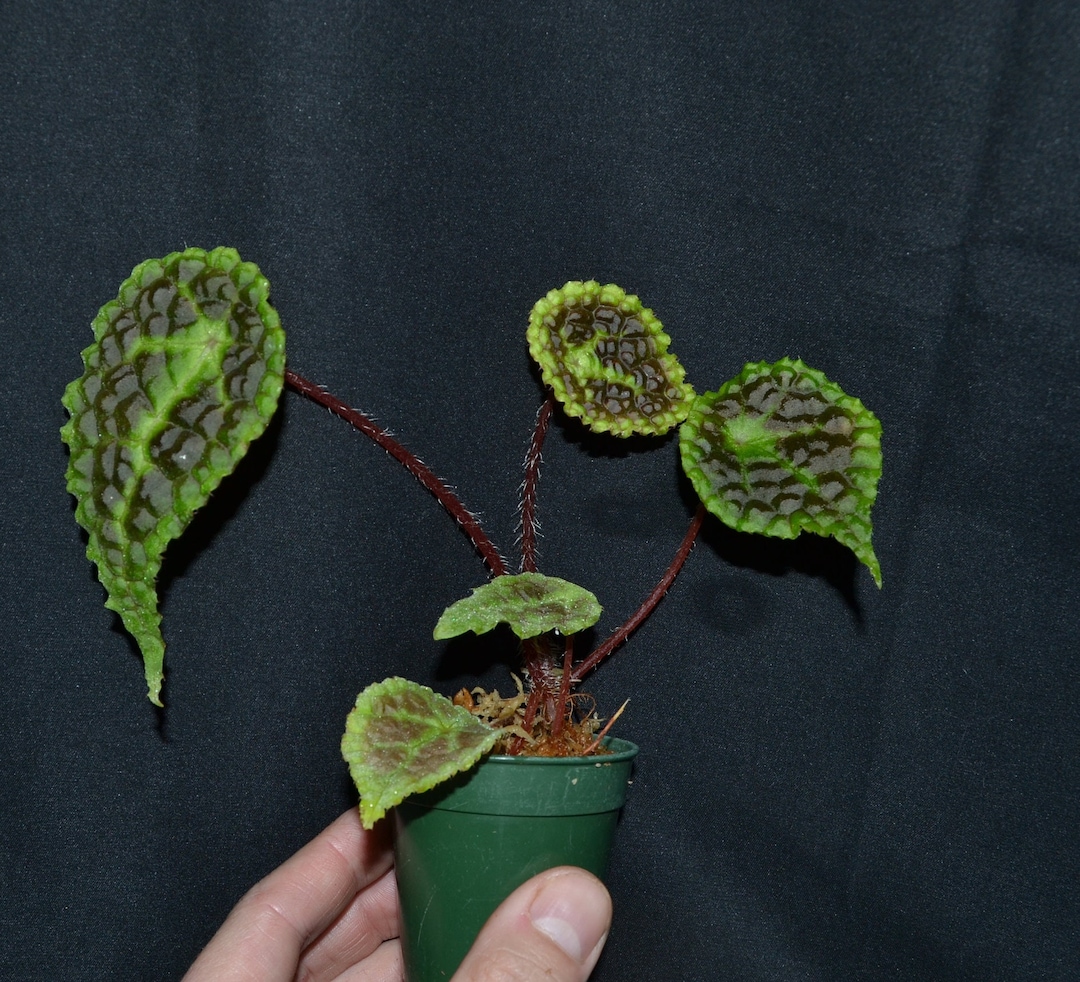 Begonia U690 Formerly Begonia Microsperma X Staudtii - Etsy