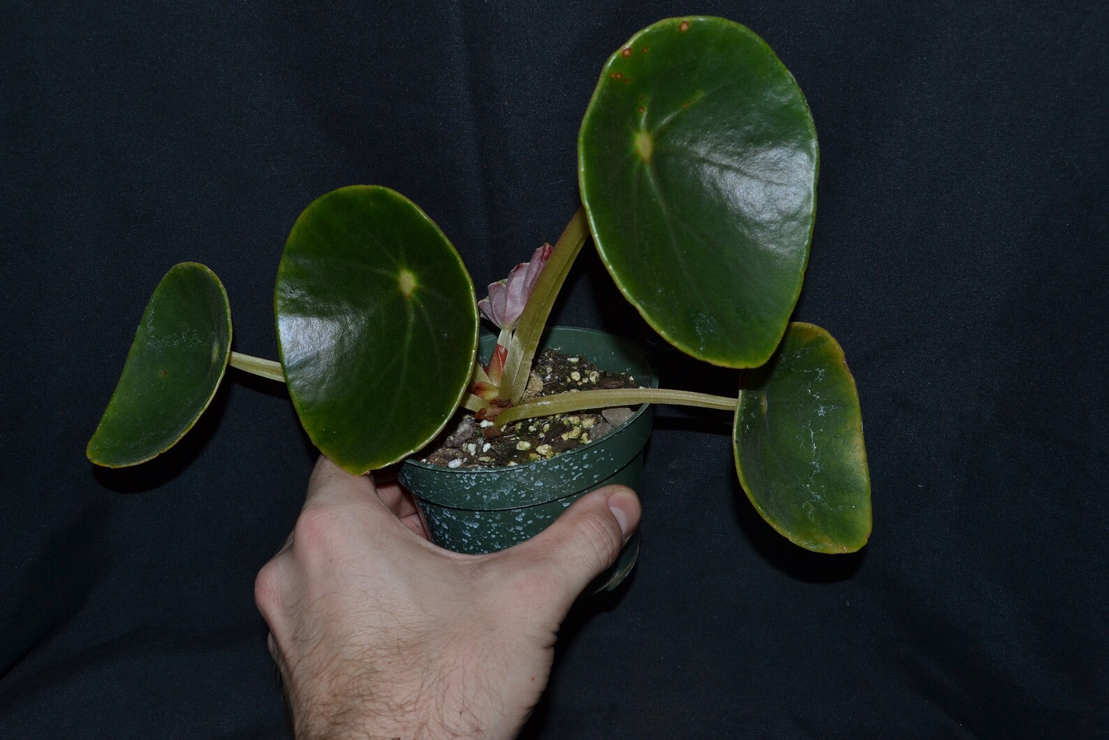 Begonia Santos-limae Rare Species - Etsy