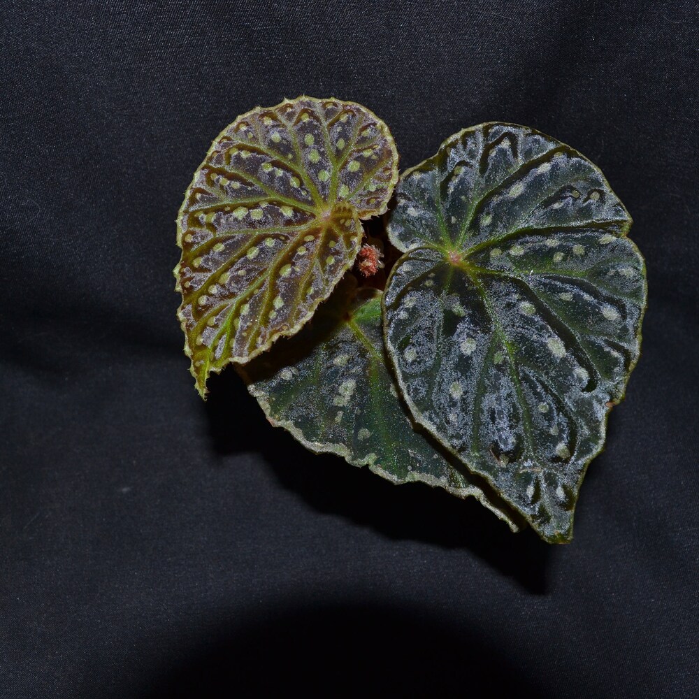 BegoniaRarities - Etsy