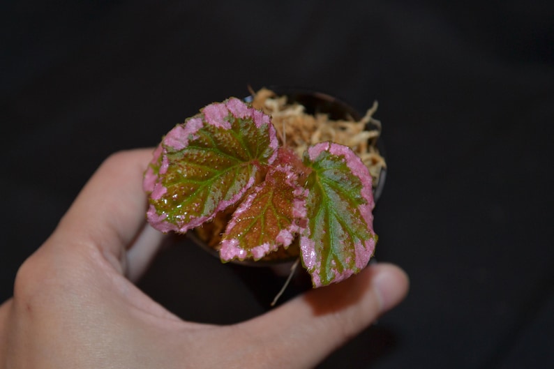 Begonia U012 - Etsy