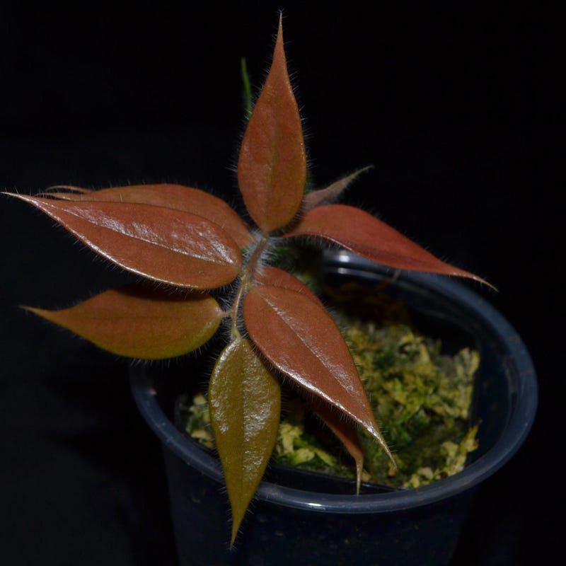 BegoniaRarities - Etsy