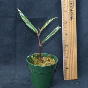 Begonia U684 (sp. Julau Type 2) - Etsy