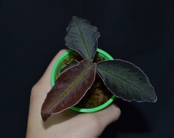 Labisia .sp Riau Fishbone Starter Plant ALL STARTER PLANTS Require You ...