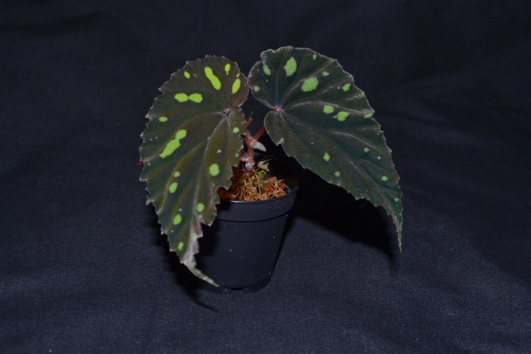 Begonia Atricha - Etsy