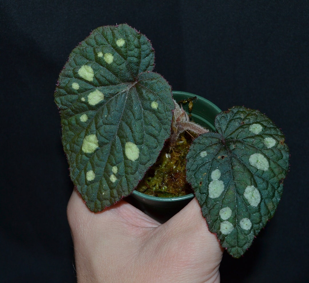 Begonia U692 (formerly B. Erectocarpa 'tuyen Quang') - Etsy