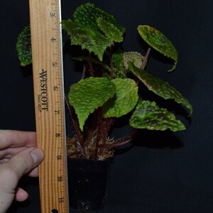 Begonia U690 Formerly Begonia Microsperma X Staudtii - Etsy