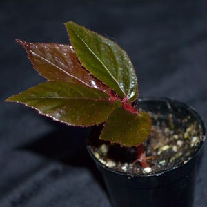 BegoniaRarities - Etsy