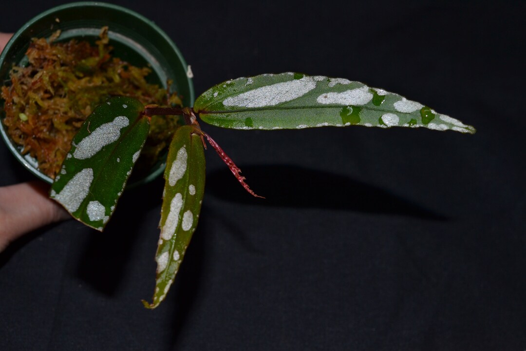 Begonia U684 (sp. Julau Type 2) - Etsy