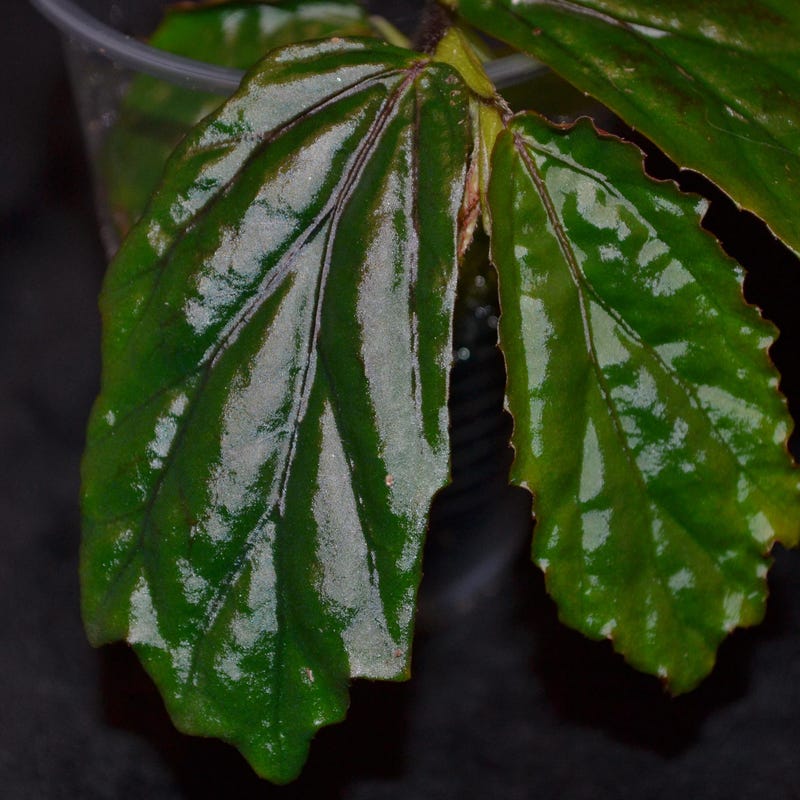 BegoniaRarities - Etsy