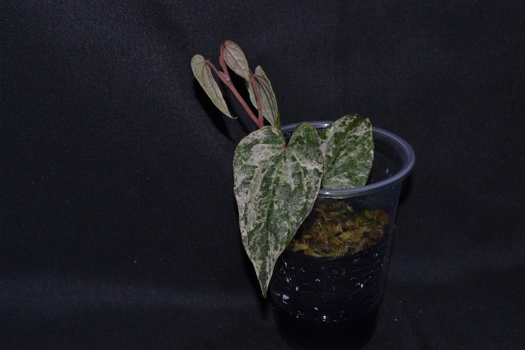 Piper Argyrites Variegated - Etsy