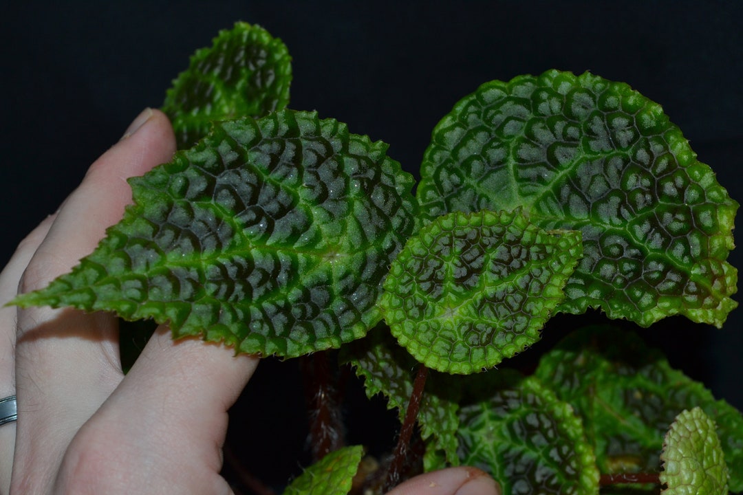 Begonia U690 Formerly Begonia Microsperma X Staudtii - Etsy