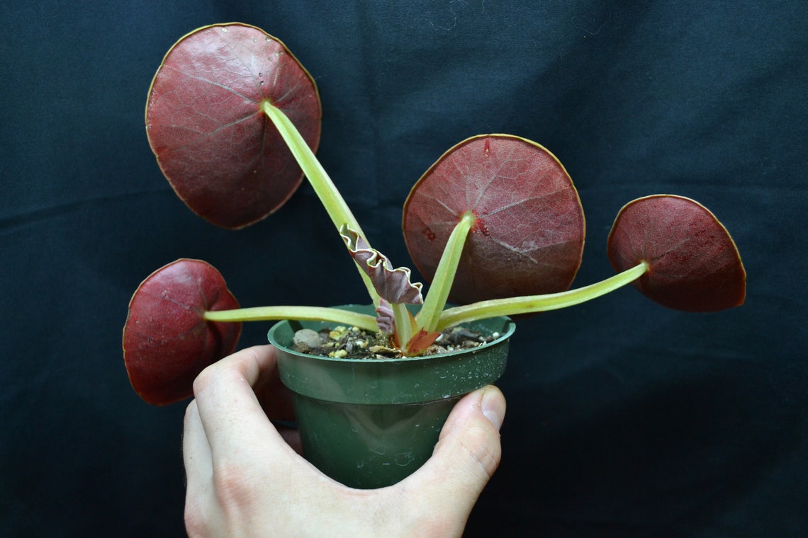 Begonia Santos-limae Rare Species - Etsy