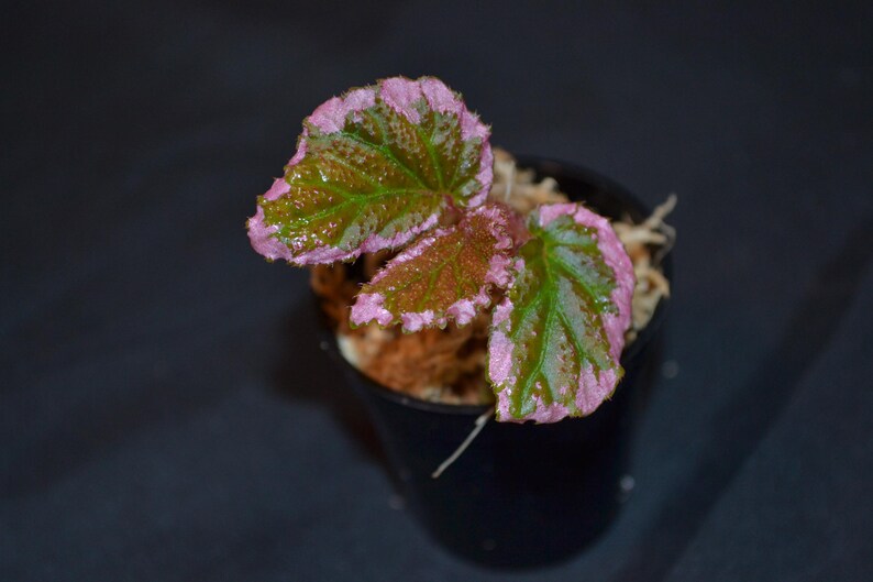 Begonia U012 - Etsy