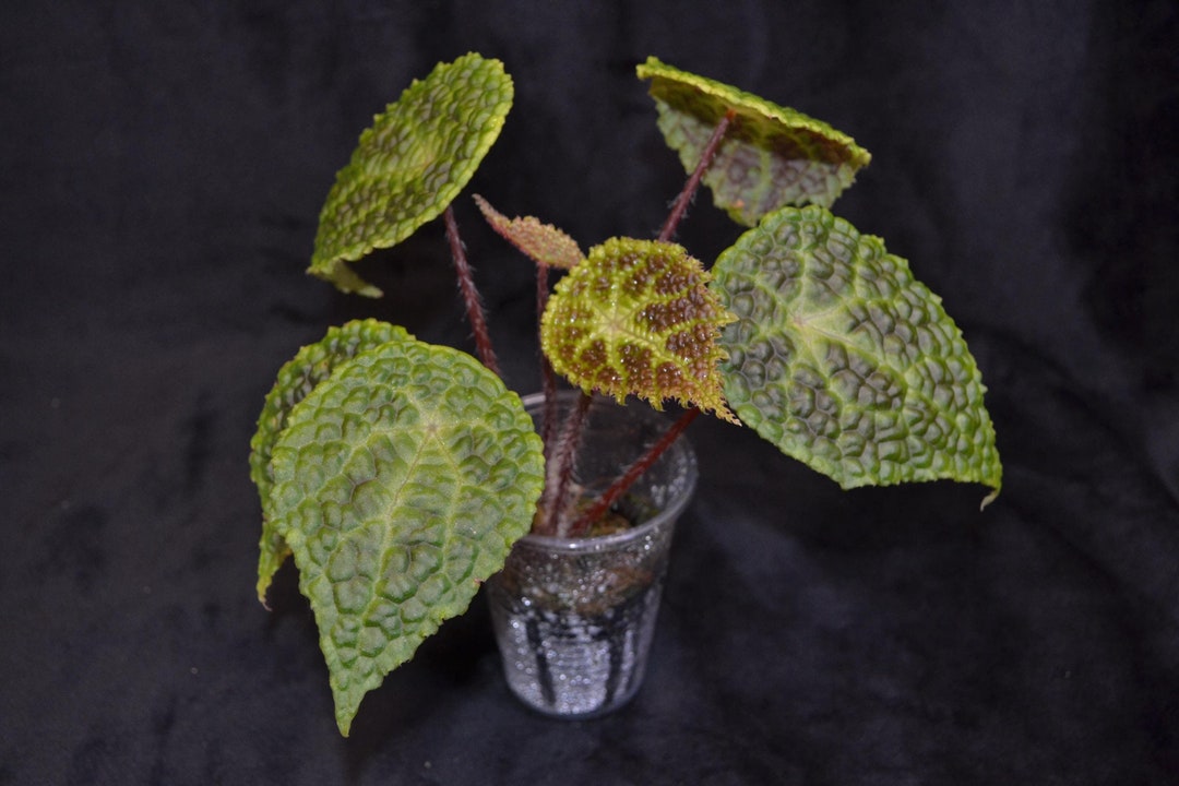 Begonia U690 Formerly Begonia Microsperma X Staudtii - Etsy