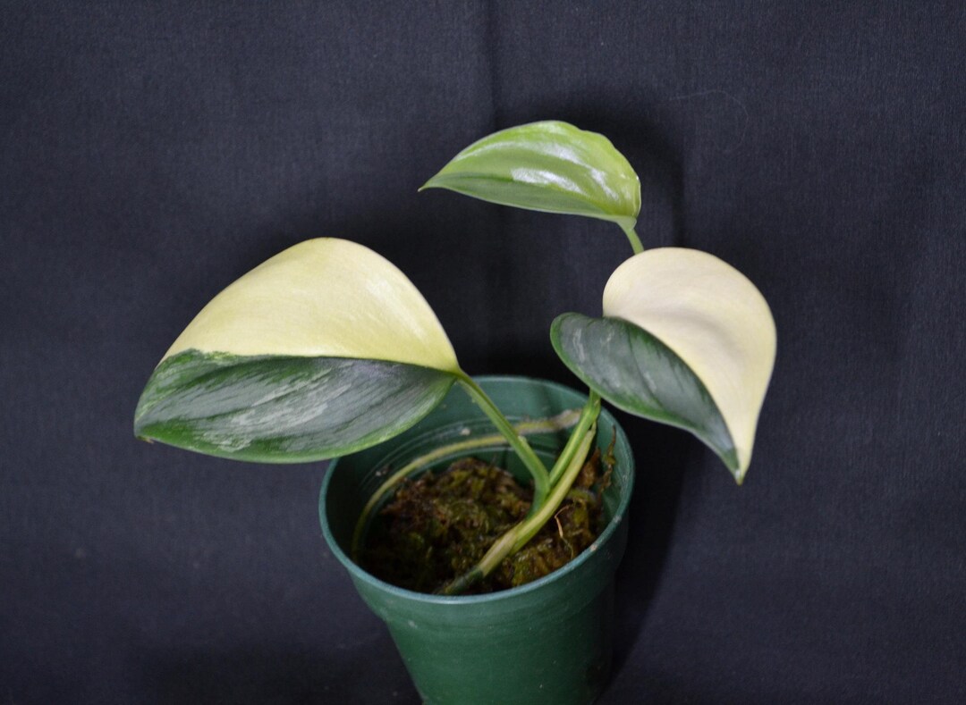 Scindapsus Rubicon Half-moon Leaves - Etsy