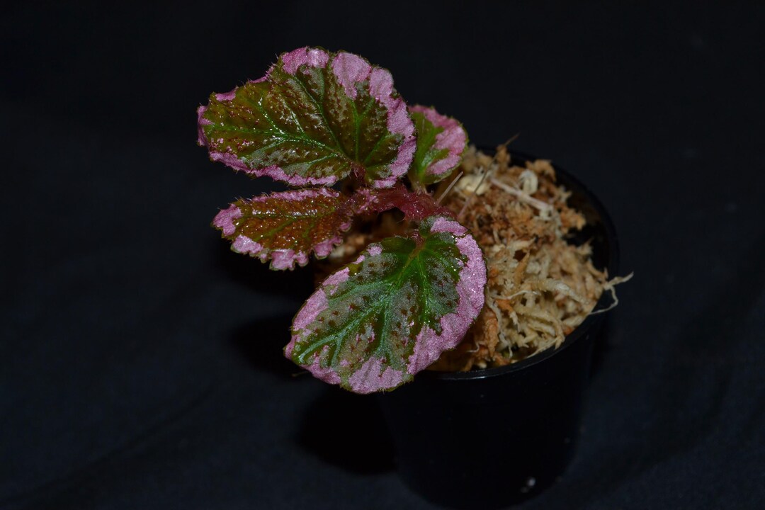 Begonia U012 - Etsy