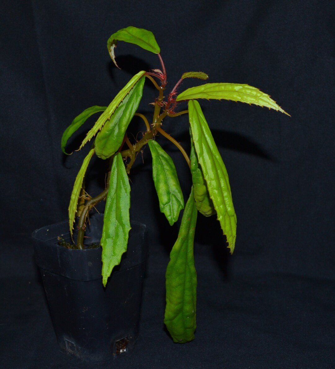 Begonia Montis-elephantis - Etsy