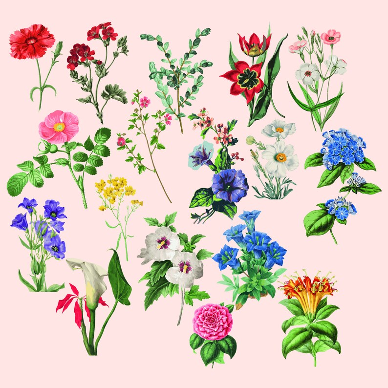 Flower Pack Svg Vector Clipart 30 Designs / Vintage | Etsy