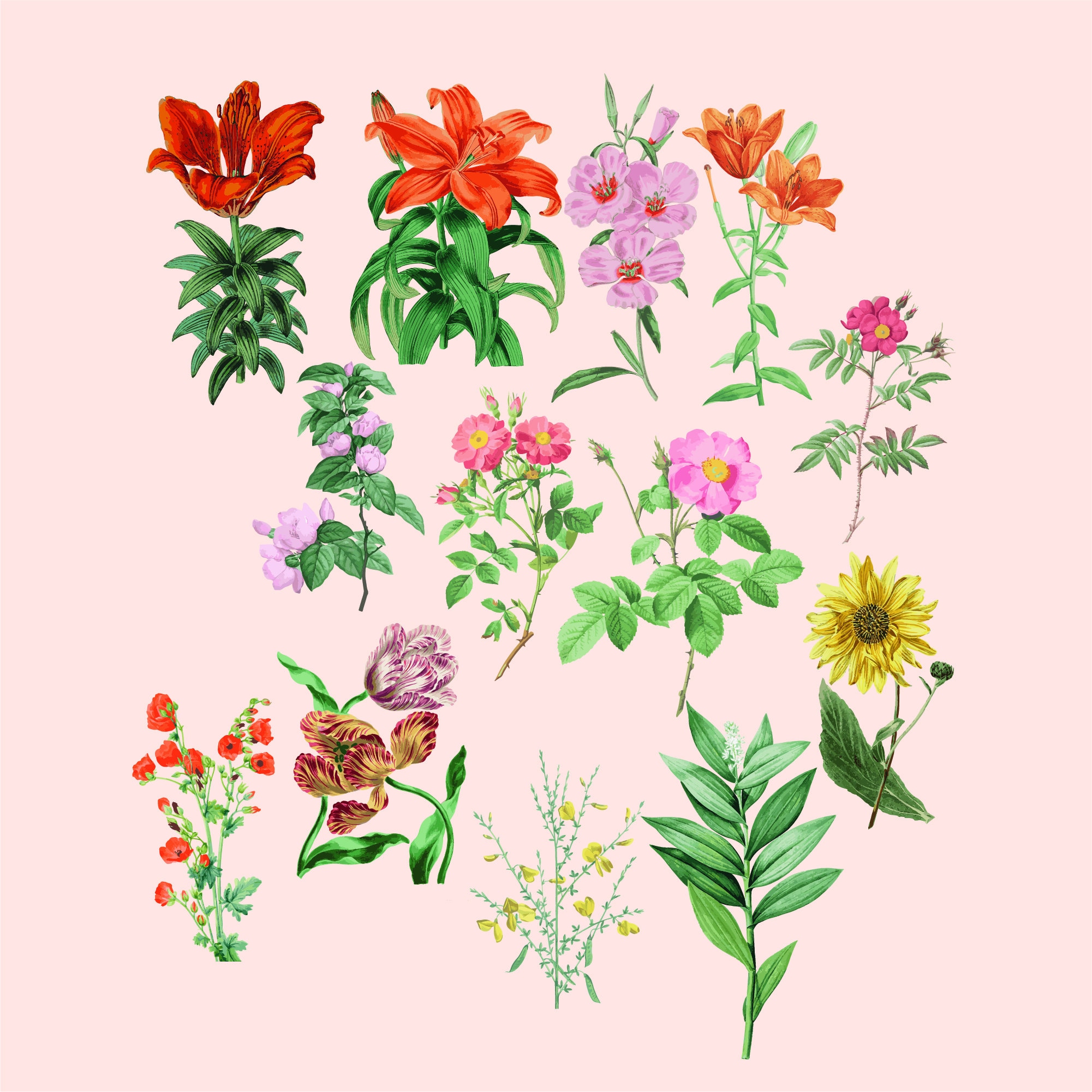 Flower Svg Vector Pack Clipart 30 Designs / Vintage Botanical ...
