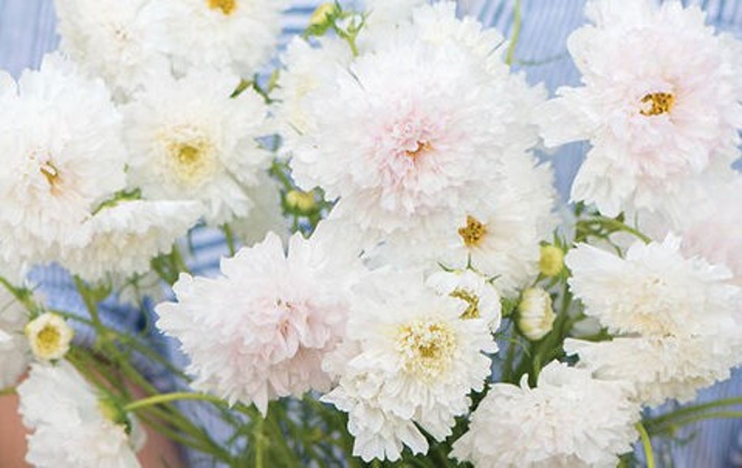 Double Click Snow Puff Cosmos 25ct/50ct/100ct Seeds-sold by Farmlander ...