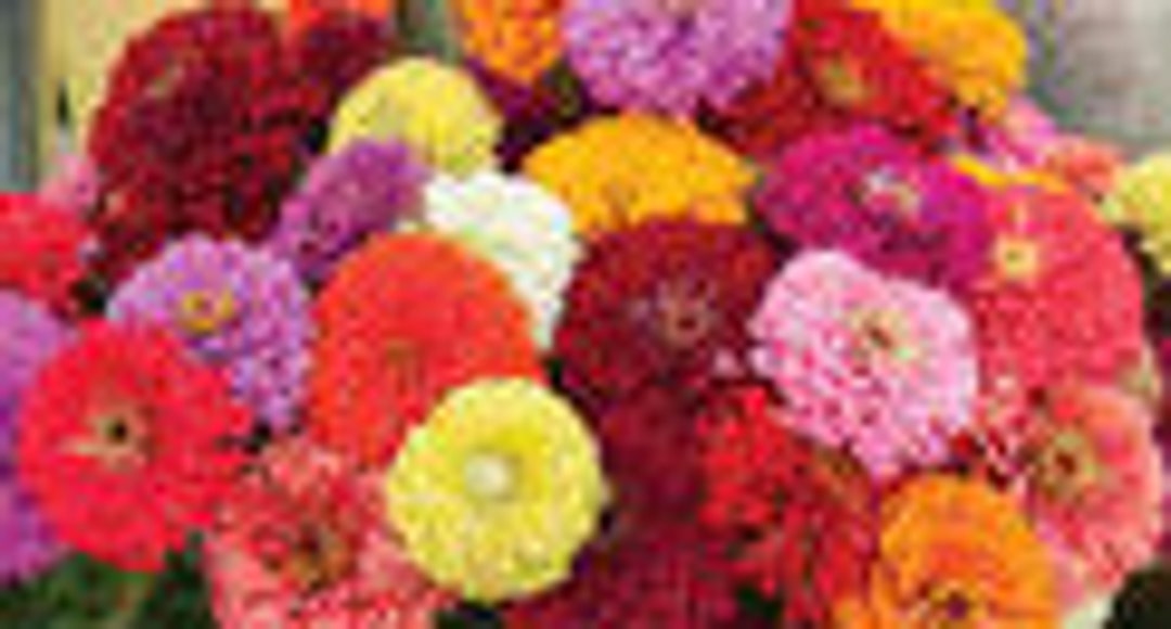 Benarys Giant Mix Zinnia Seed-25ct/50ct/100ct-sold by Farmlander - Etsy