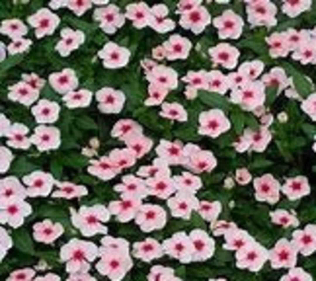50ct Vinca Seed Apricot-pacifica XP Series - Etsy