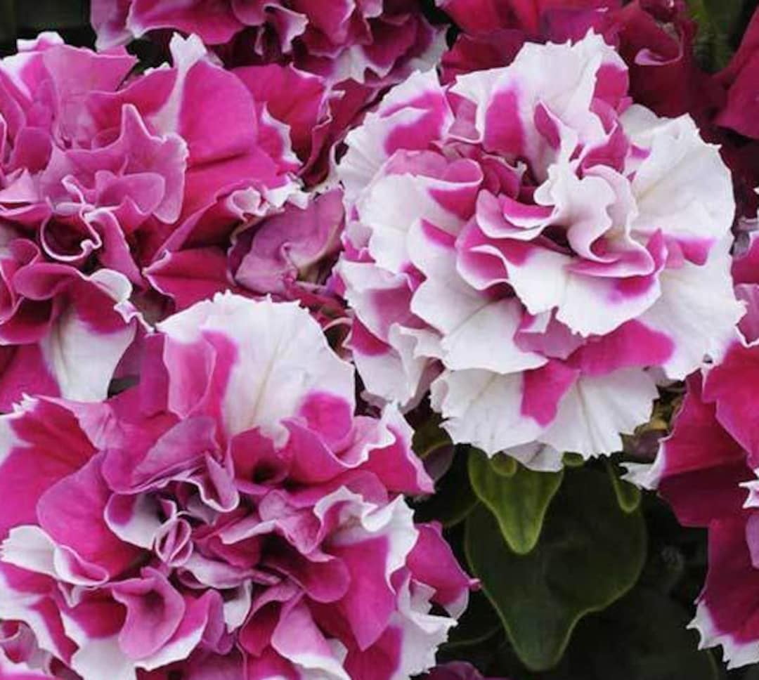 Double Petunia Rose and White Seed-25ct/50/100ct -double Madness Series ...