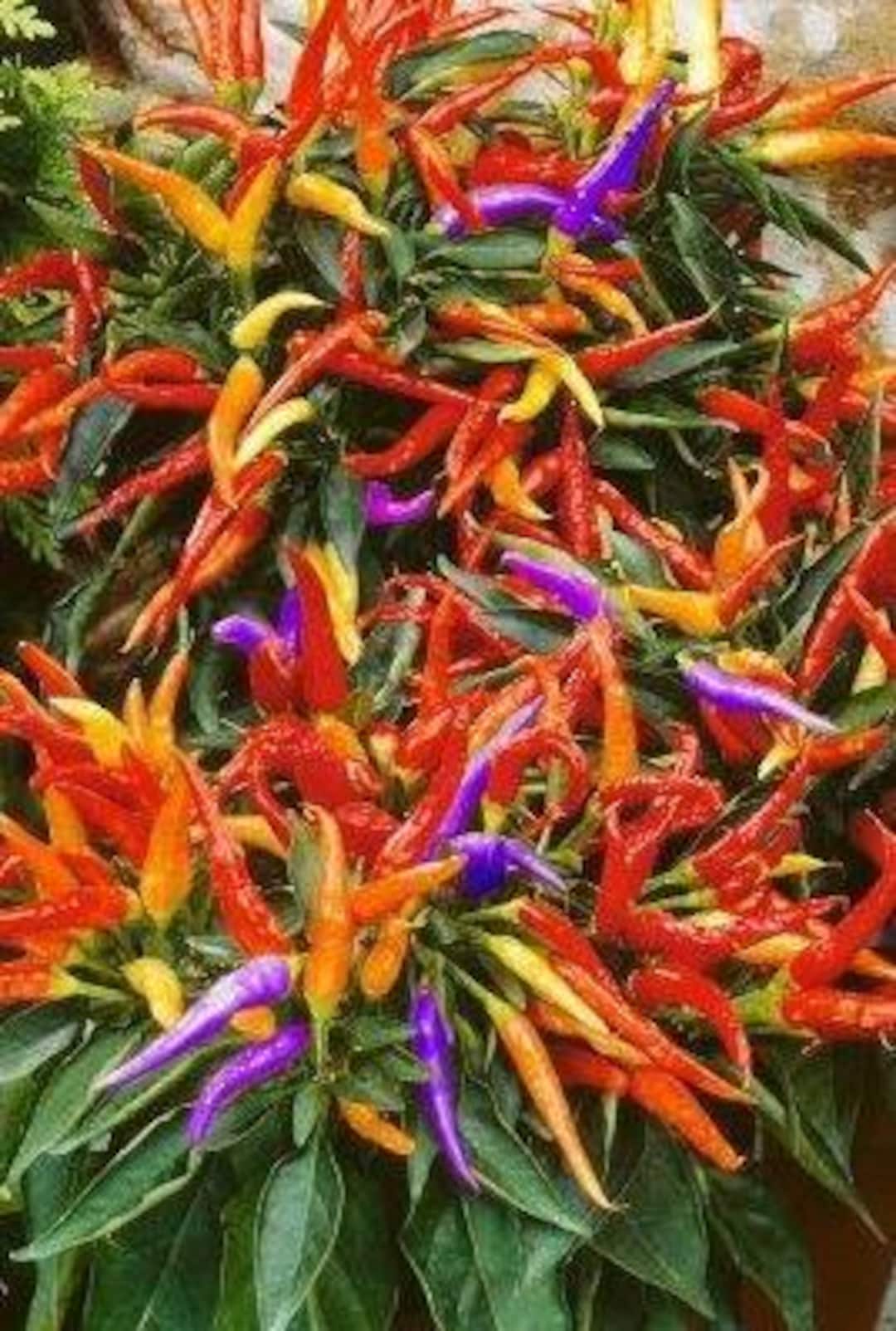 Fireworks Chili Pepper 25ct/50ct/100ct Ornamental Seed-sold by ...