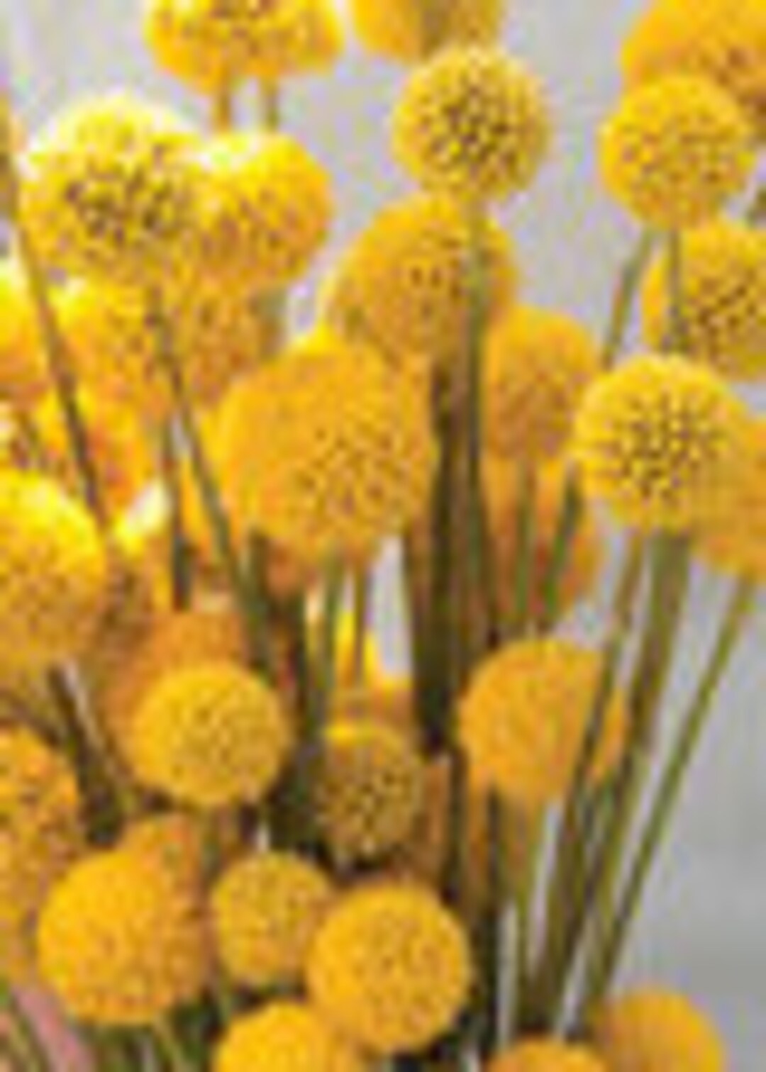 Craspedia Seed/ Billy Buttons/ Billy Balls/ Sun Balls/ Drumsticks-25ct ...