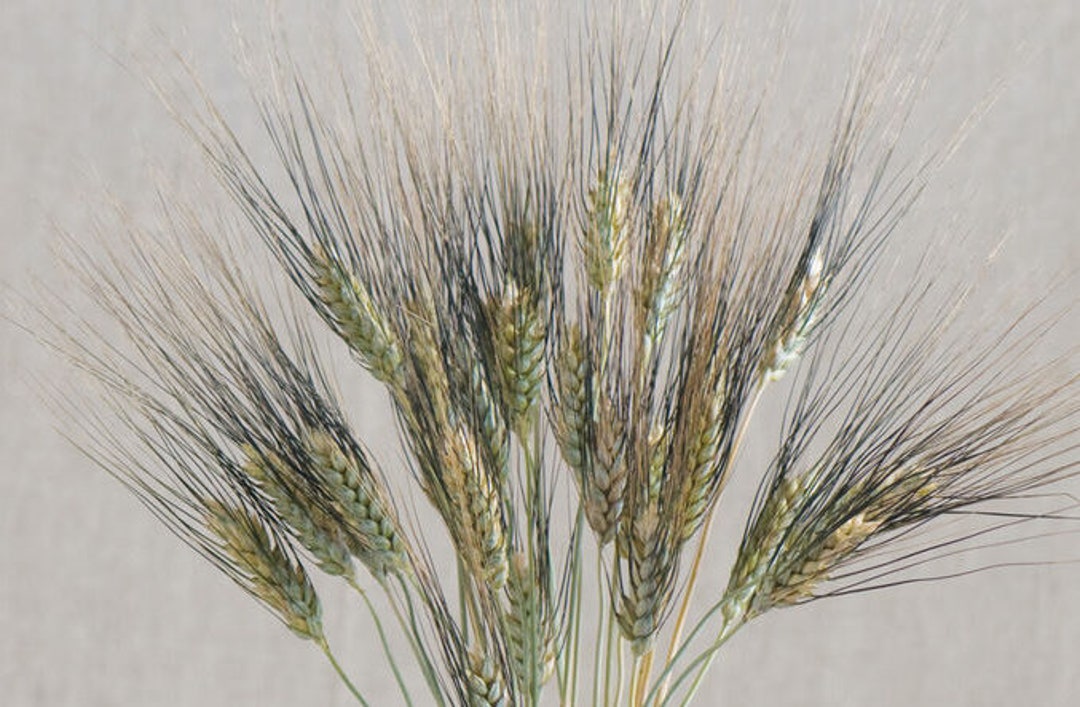 50ct Black Tipped Wheat Grass Seed Sold by Farmlander - Etsy