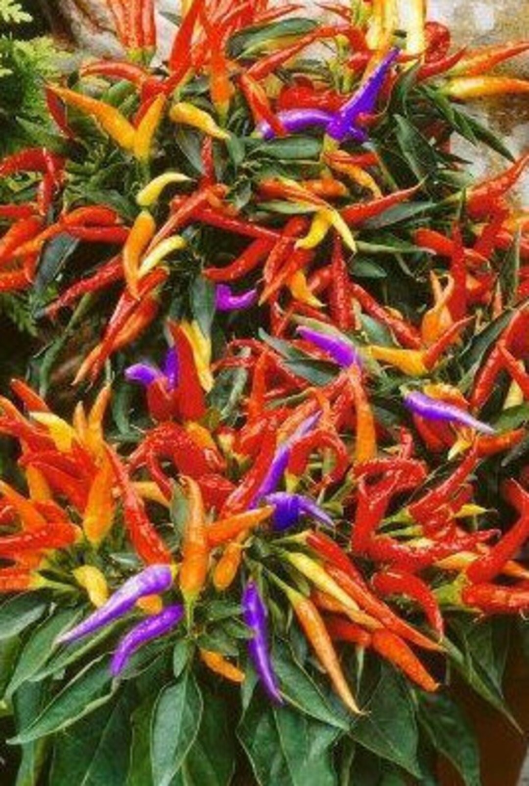 Fireworks Chili Pepper 25ct/50ct/100ct Ornamental Seed-sold by ...