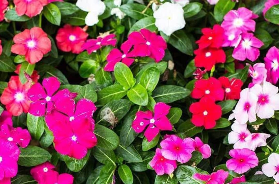 Vinca Seed Mix-25ct/50ct-pacifica XP Series-sold by Farmlander - Etsy