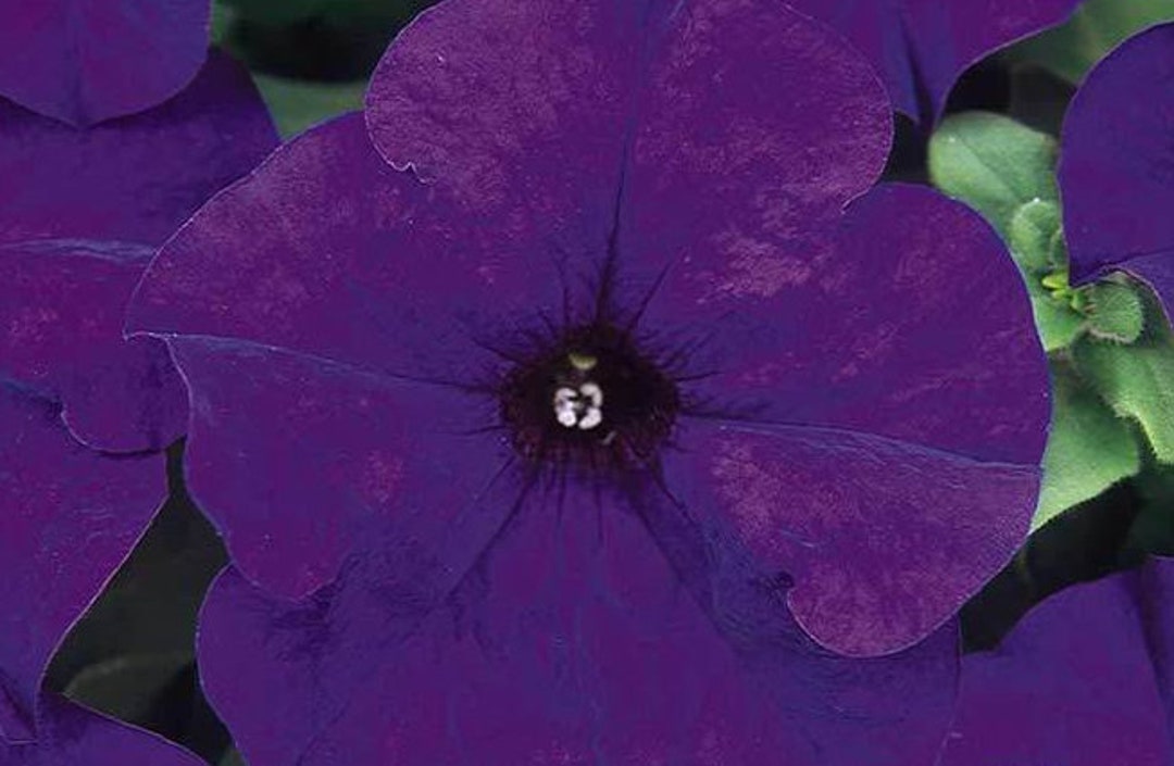25ct/50ct Petunia Midnight Seed -dreams Seriessold by Farmlander - Etsy