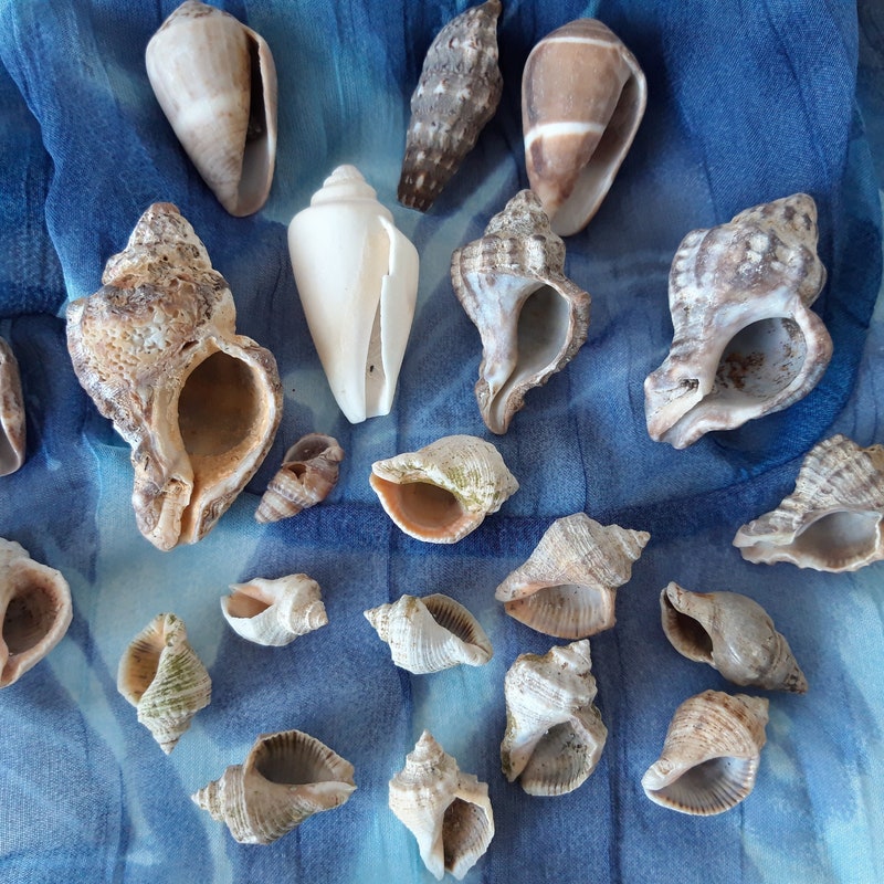 Shells for Sale - Etsy