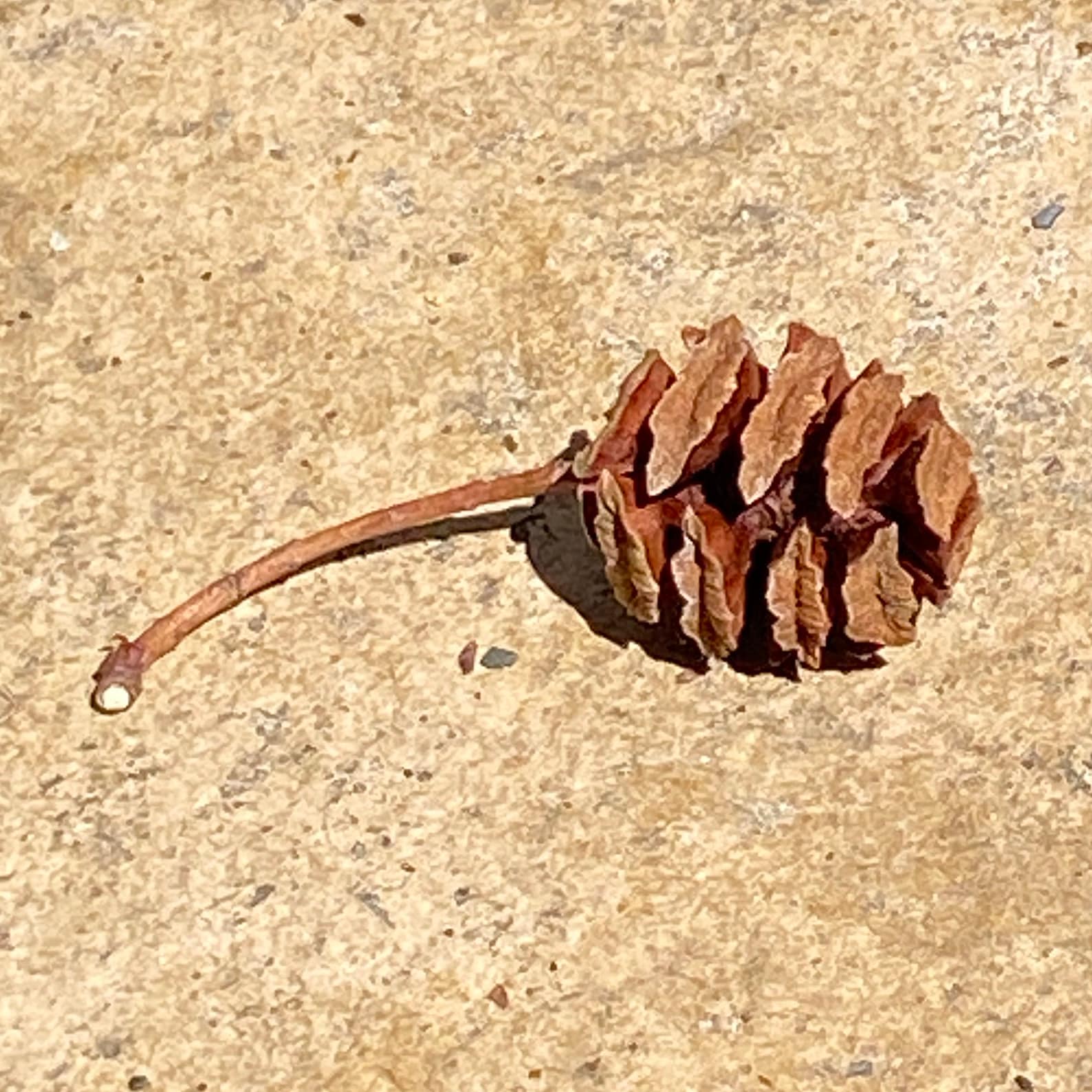 50 Dawn Redwood Interesting Cones - Etsy