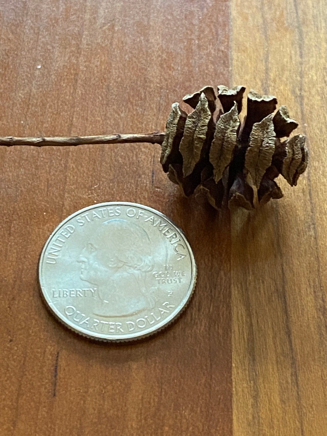 50 Dawn Redwood Interesting Cones - Etsy