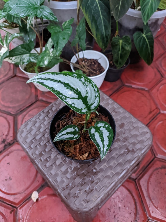 Plants Home & Hobby Scindapsus Silver Princess Free Phytosanitary ...