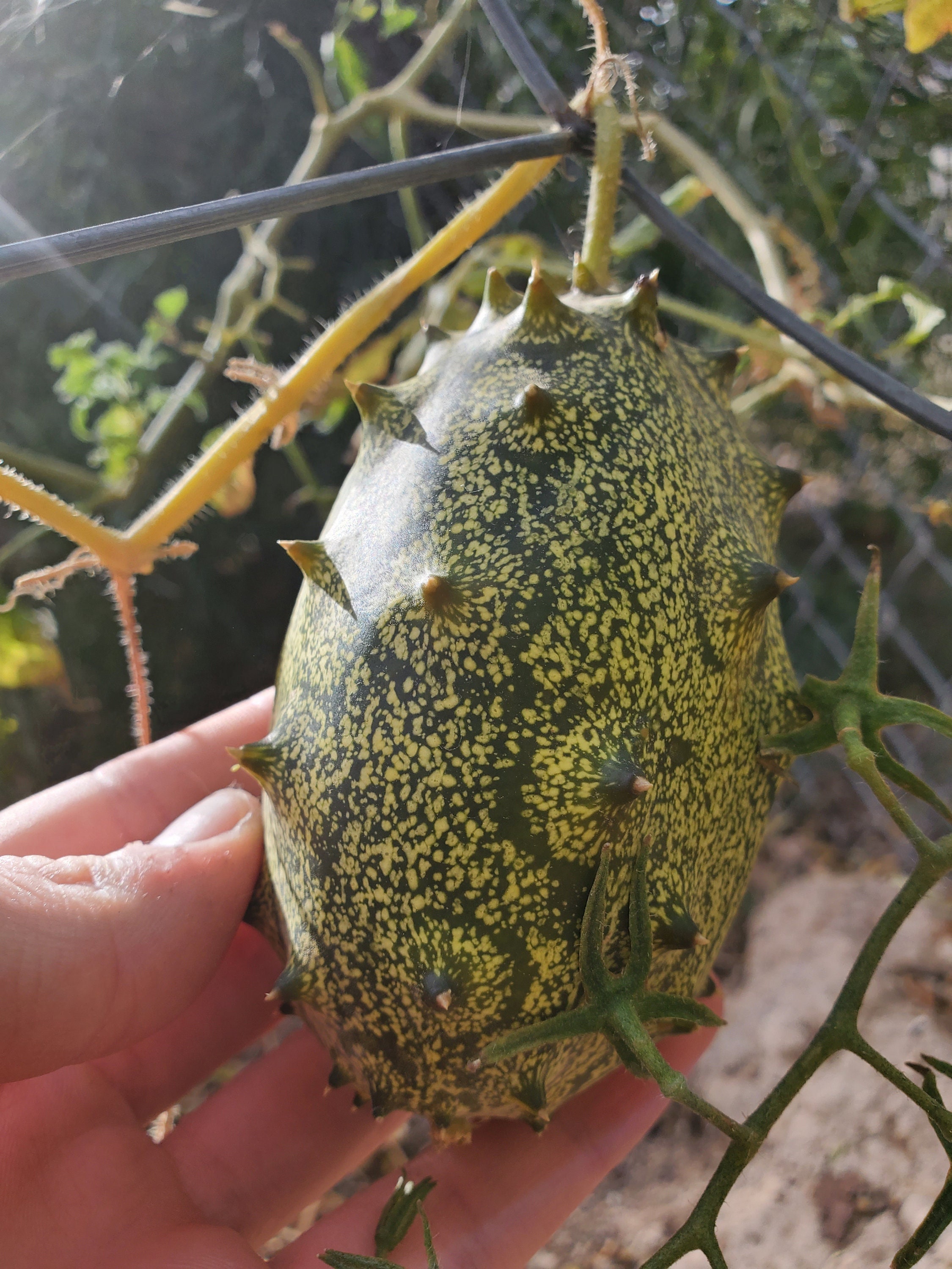 Kiwano Tree