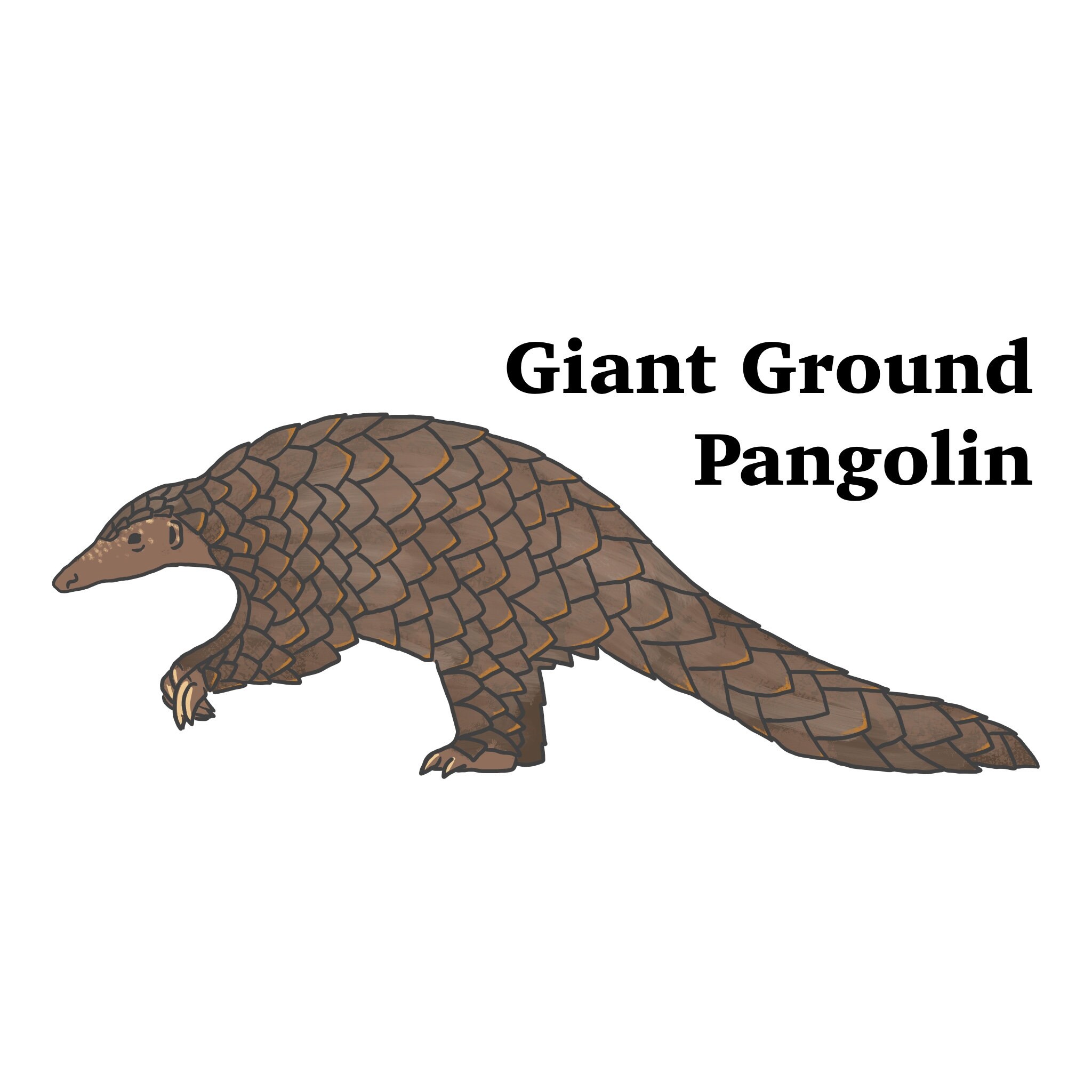 Pangolin Sticker waterproof Weird Animal Vinyl Sticker - Etsy