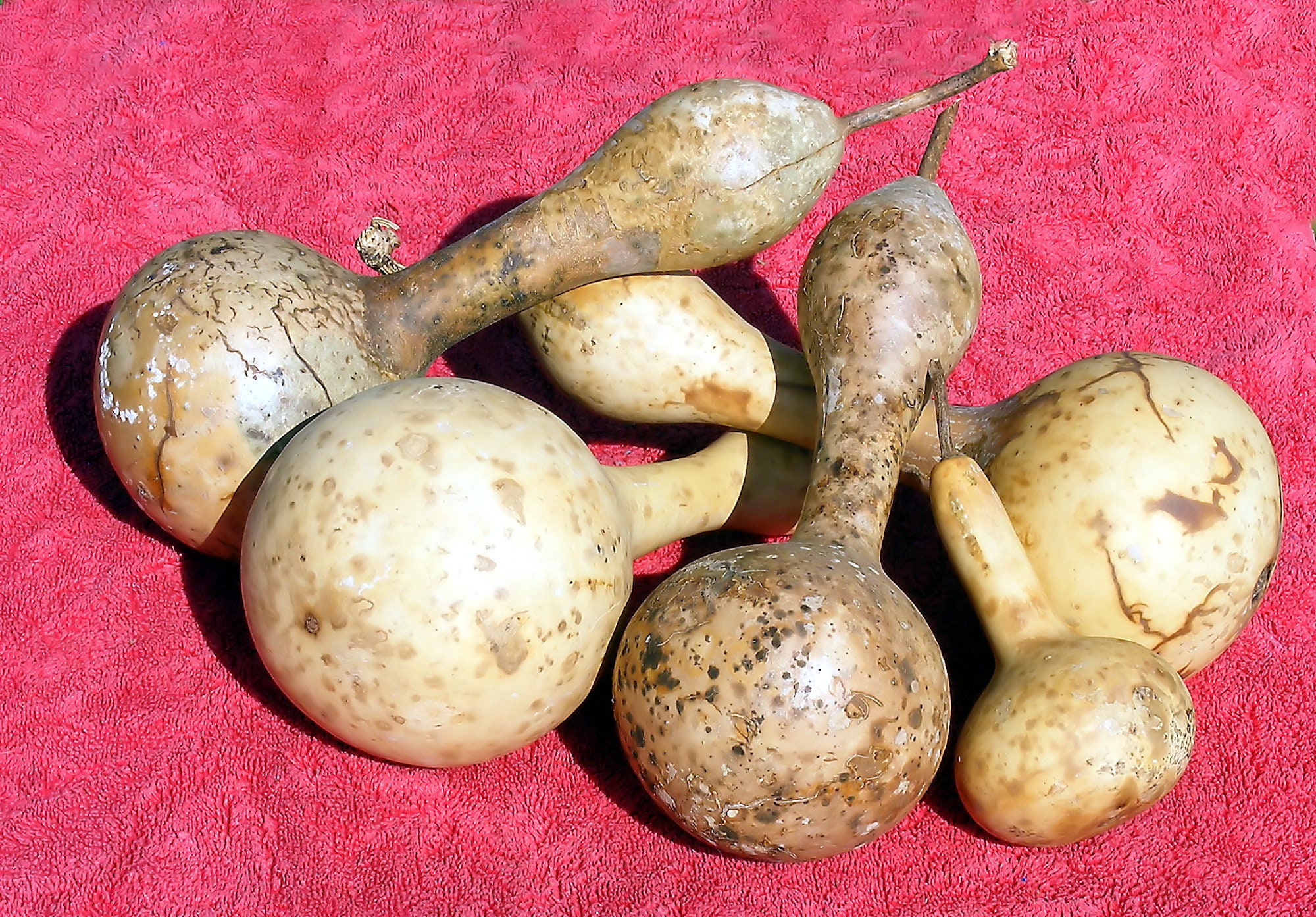 1.5 grams or around 10 Calabash/bottle gourd Seeds. Tested | Etsy
