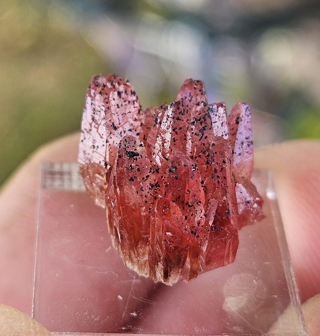 Stunning Superb Red Rhodochrosite Specimen, N'chwaning II Mine ...