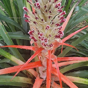 NOT SEEDS Bromelia Balansae (heart of Flame) RARE Huge Pup - Etsy