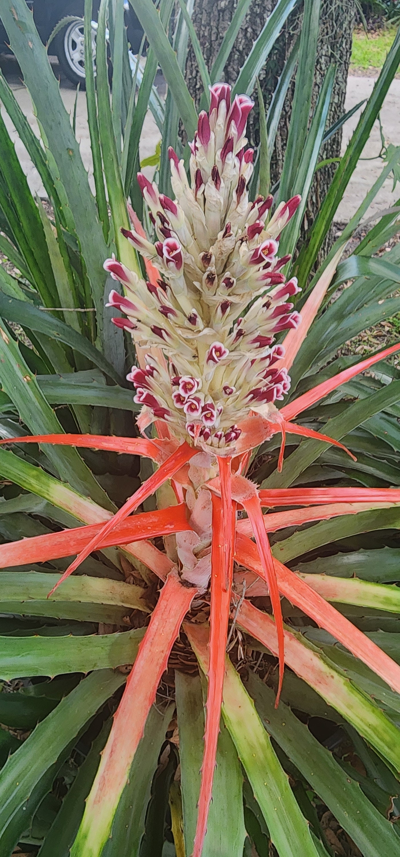 NOT SEEDS Bromelia Balansae (heart of Flame) RARE Huge Pup - Etsy