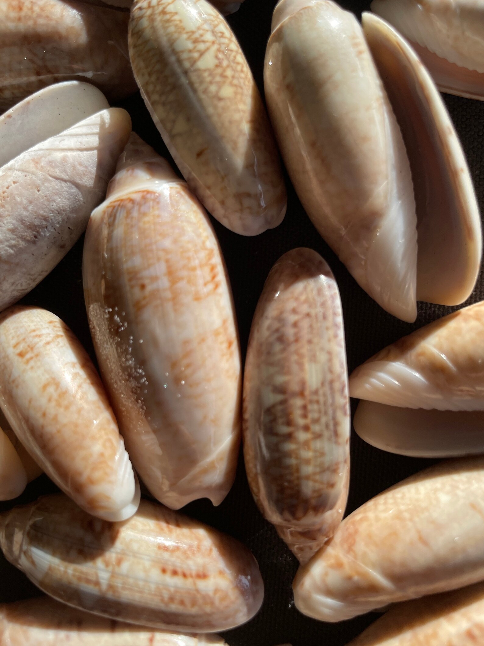 Olive Shells 30 Pieces | Etsy