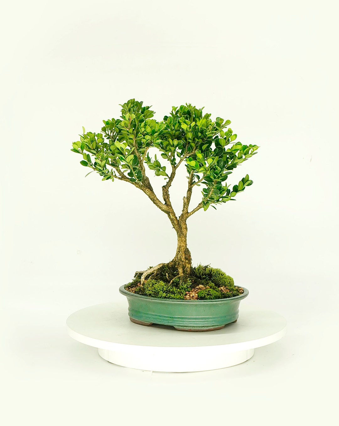 Japanese Boxwood Bonsai Tree box Experience - Etsy